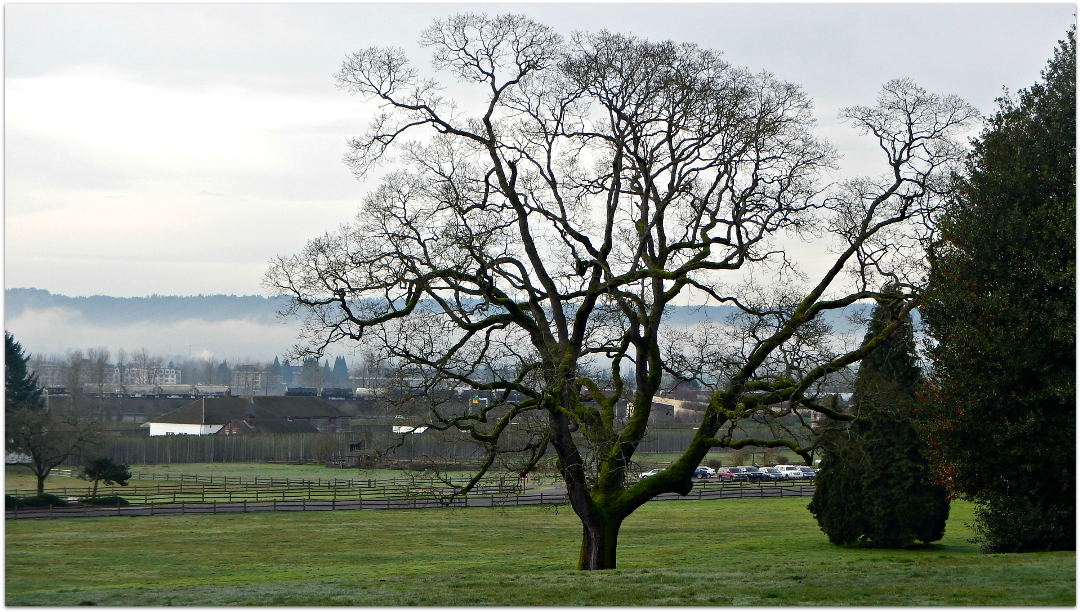 A Mighty Garry Oak Stands Alone